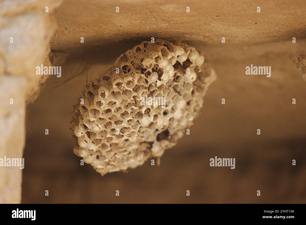 Paper Wasps (Polistinae Stock Photo - Alamy