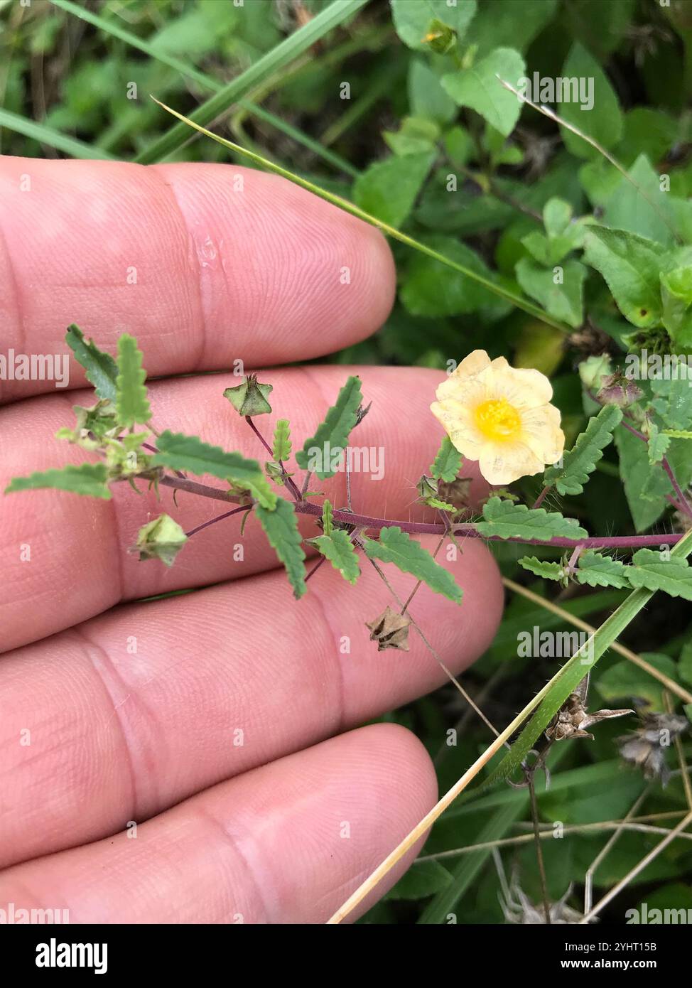 spreading sida (Sida abutilifolia Stock Photo - Alamy