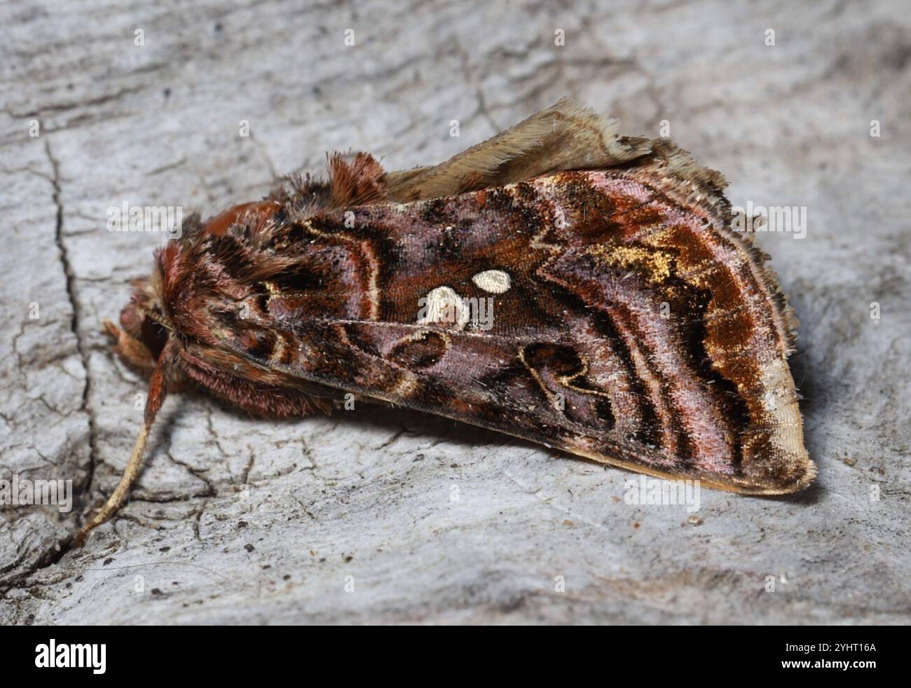 Wavy Chestnut Y Moth (Autographa mappa Stock Photo - Alamy