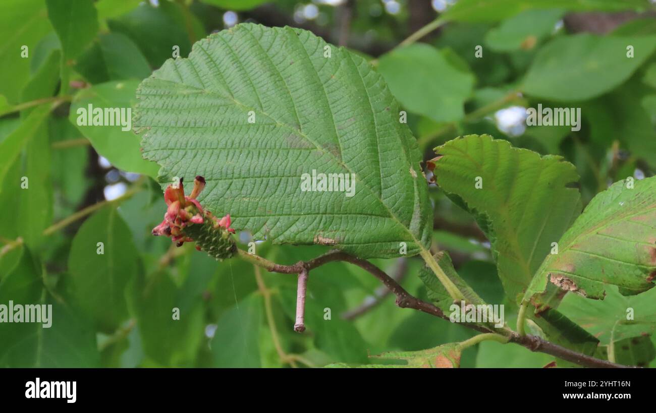 Eastern American alder tongue gall fungus (Taphrina robinsoniana Stock ...