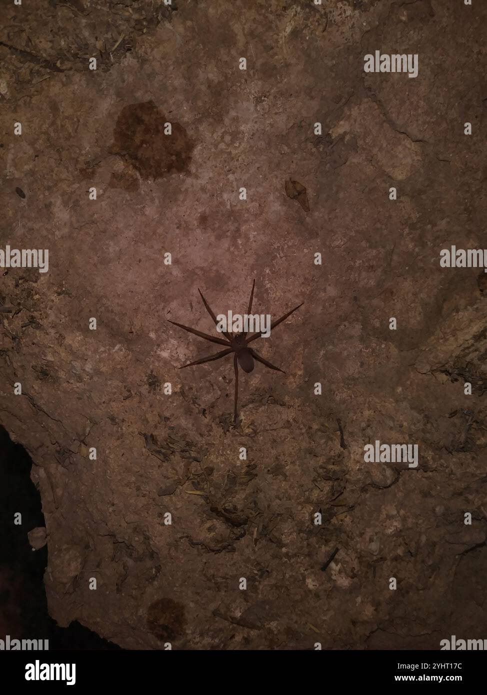 Apache Recluse (Loxosceles apachea Stock Photo - Alamy