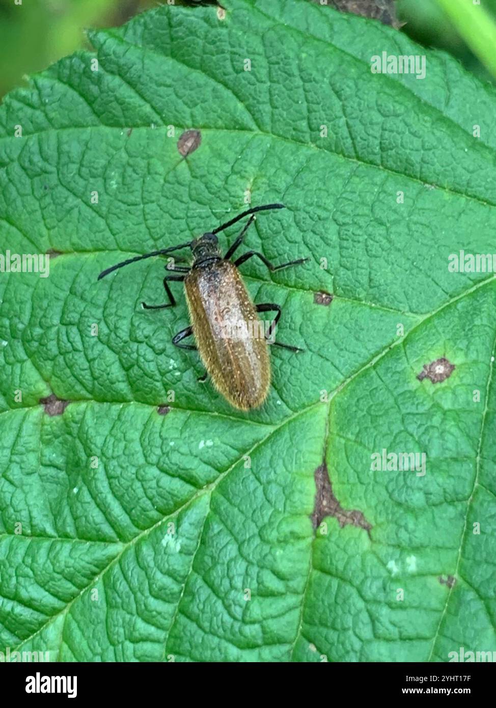 Rough-haired Lagria Beetle (Lagria hirta Stock Photo - Alamy