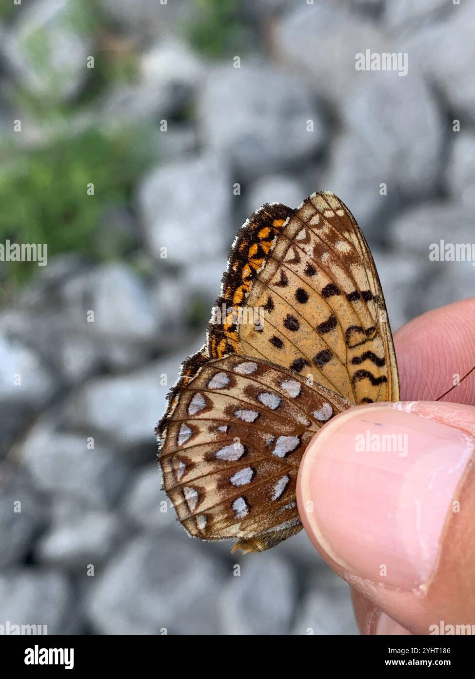 Northwestern fritillary hi-res stock photography and images - Alamy