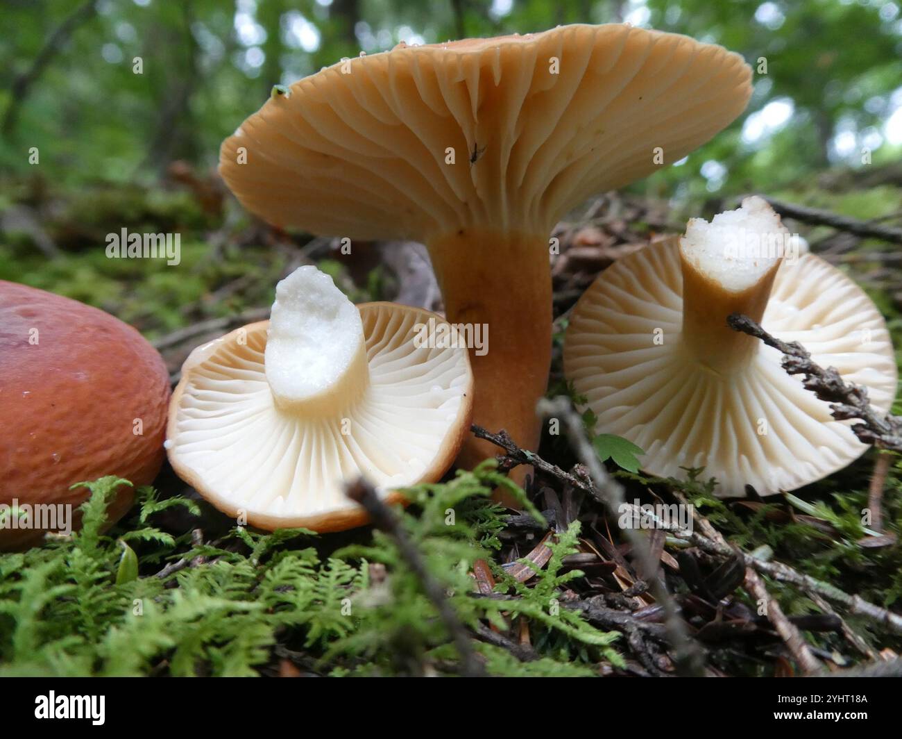 hygrophorus milkcap (Lactifluus hygrophoroides Stock Photo - Alamy