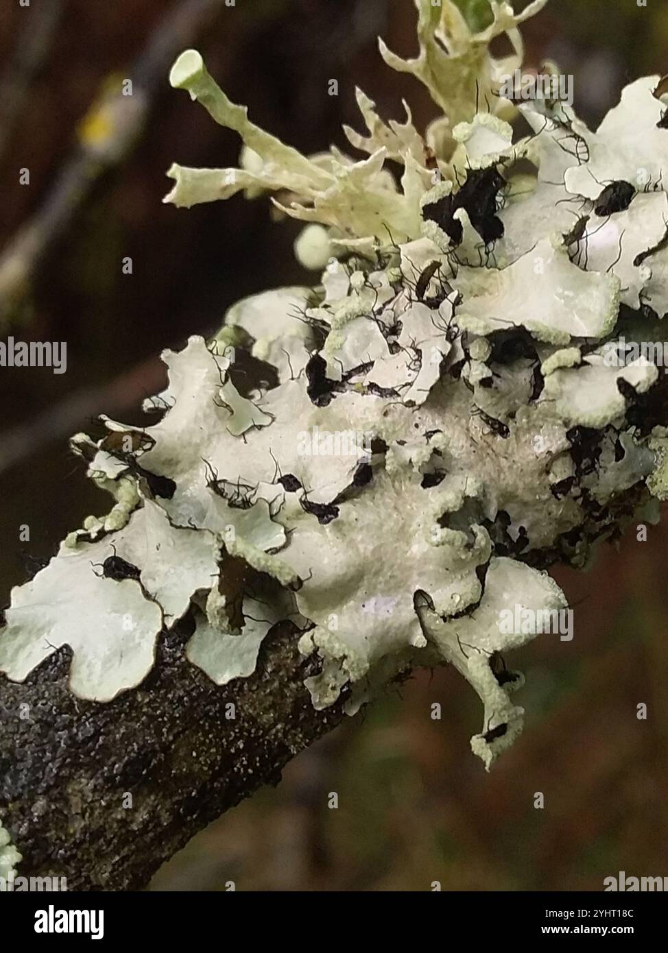 Ruffle Lichens (Parmotrema Stock Photo - Alamy