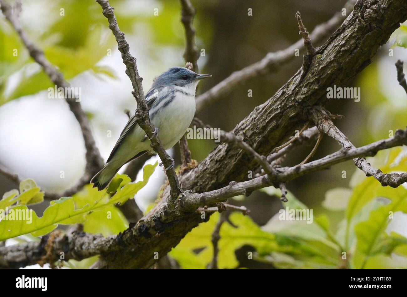 Setophaga cerulea hi-res stock photography and images - Alamy