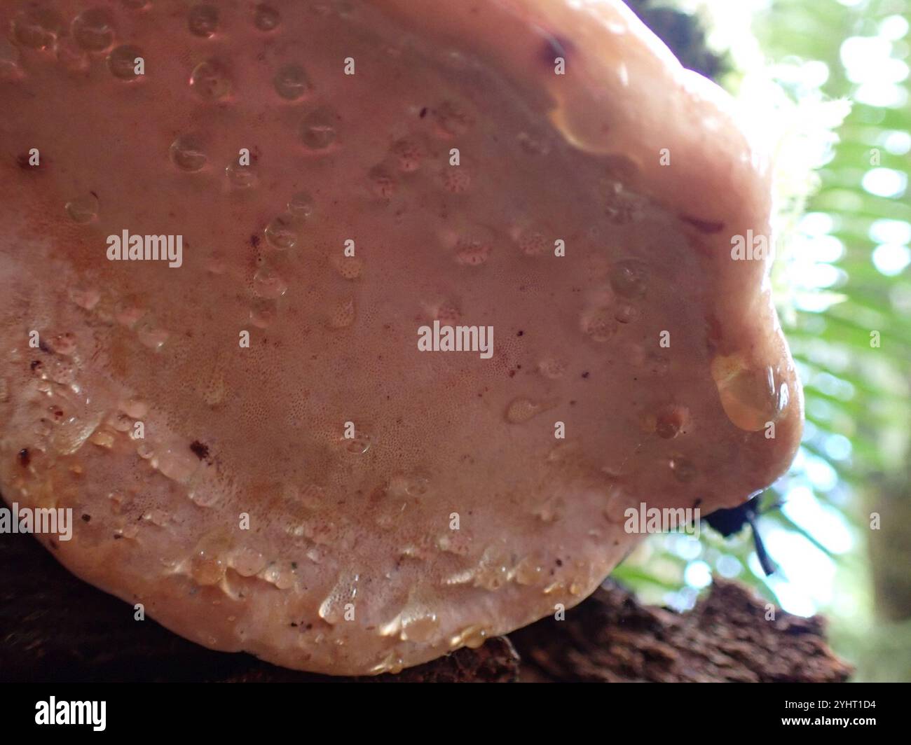 Red-banded Conks (Fomitopsis pinicola Stock Photo - Alamy