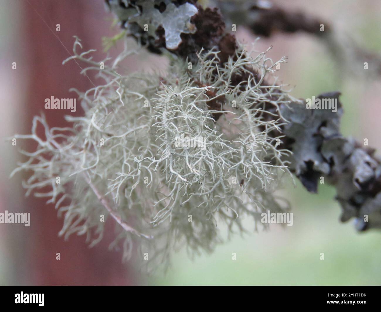 Bristly Beard Lichen (Usnea hirta Stock Photo - Alamy
