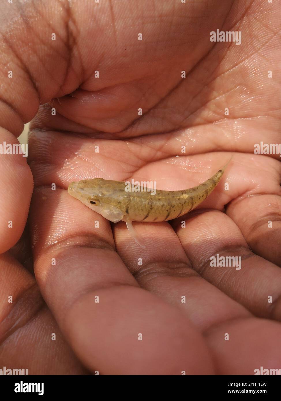 Striped Killifish (Fundulus majalis Stock Photo - Alamy
