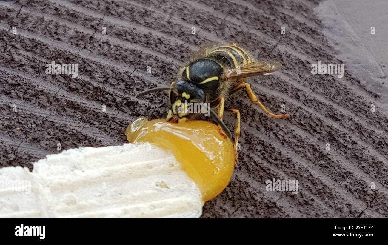 Hornets and Yellowjackets (Vespinae Stock Photo - Alamy