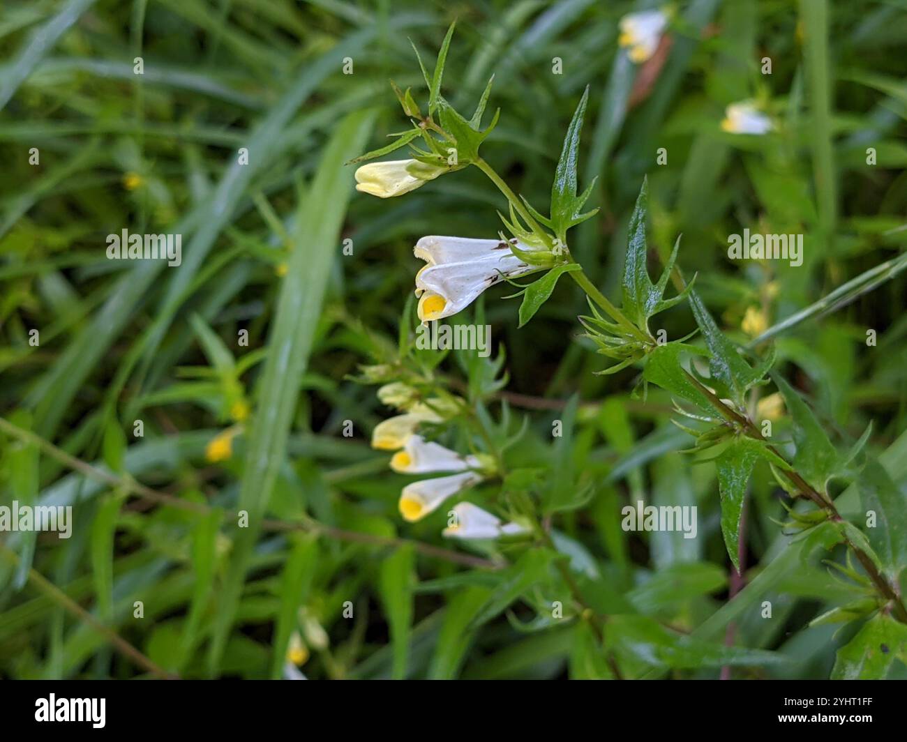 Common Cow-wheat (Melampyrum pratense Stock Photo - Alamy