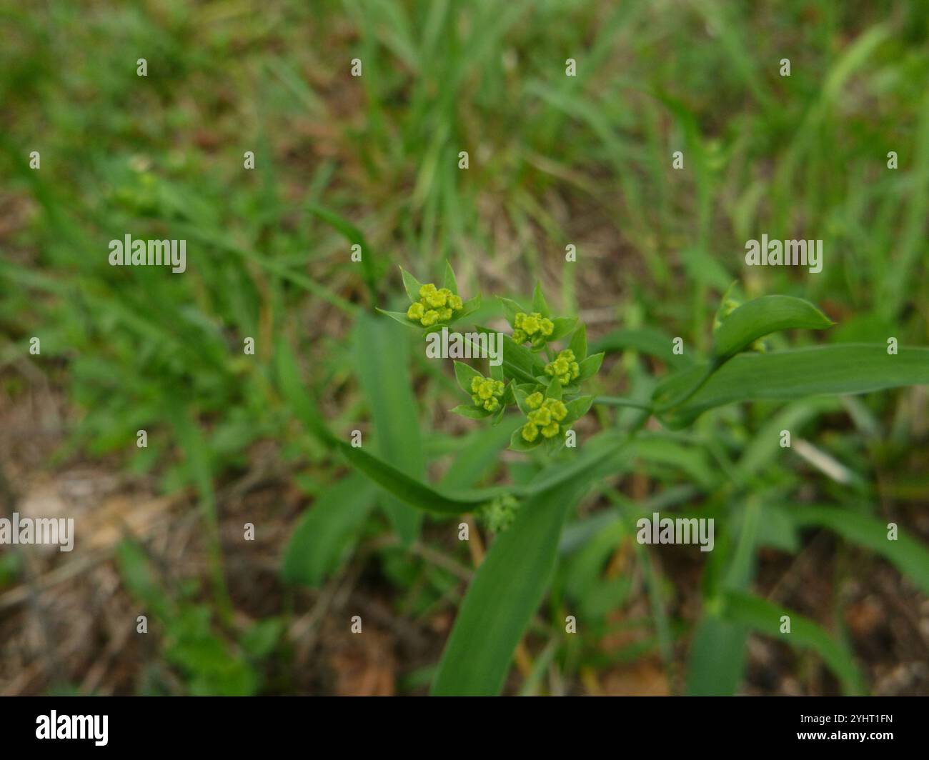 Sickle-leaved Hare's-ear (Bupleurum falcatum Stock Photo - Alamy