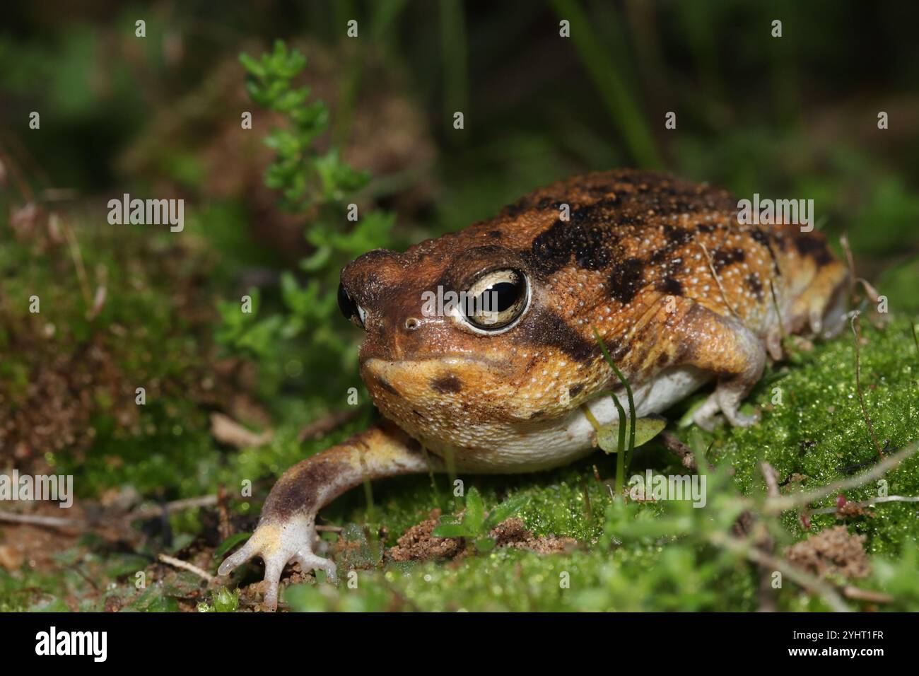 Breviceps namaquensis hi-res stock photography and images - Alamy