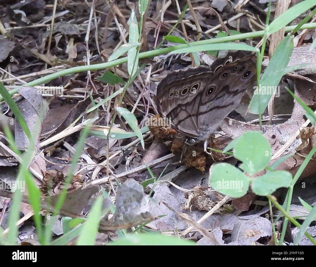 Lethe anthedon hi-res stock photography and images - Alamy