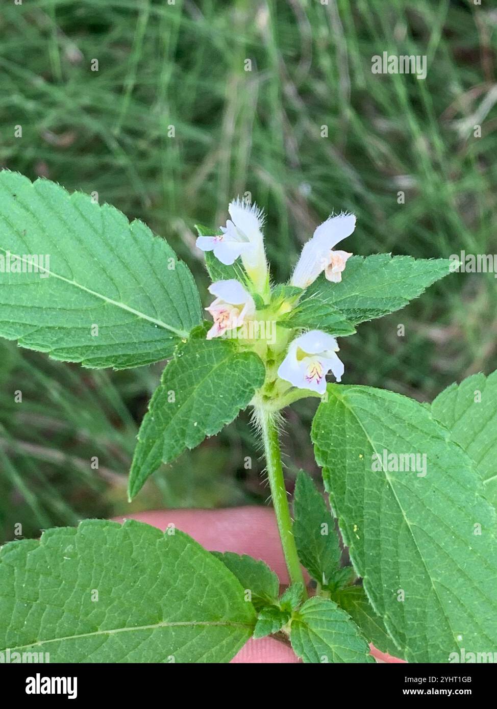 Common hemp-nettle (Galeopsis tetrahit Stock Photo - Alamy