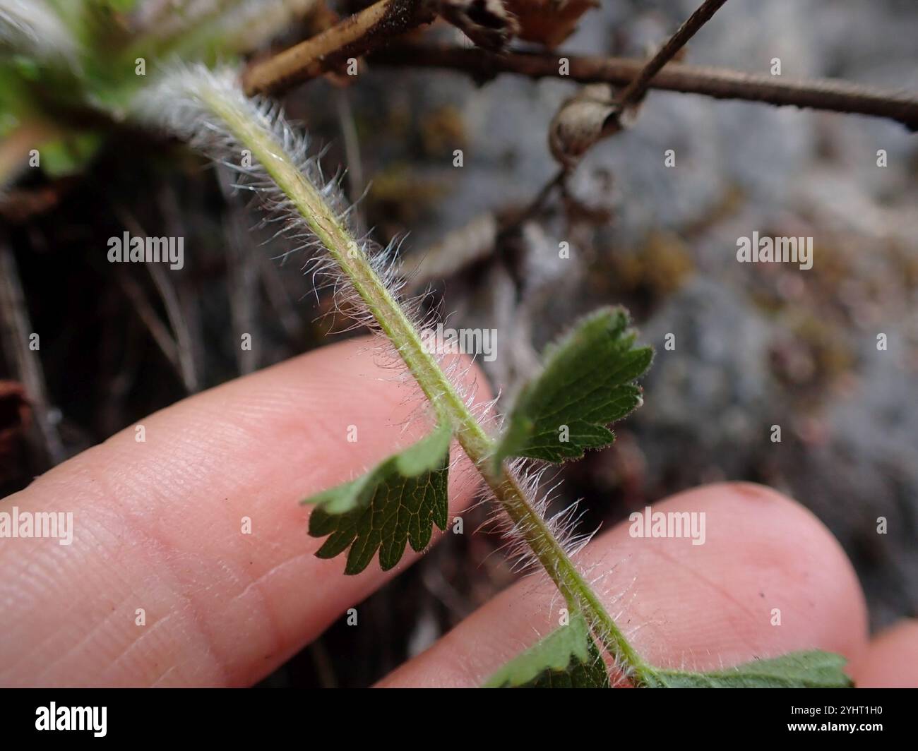 sticky cinquefoil (Drymocallis glandulosa Stock Photo - Alamy