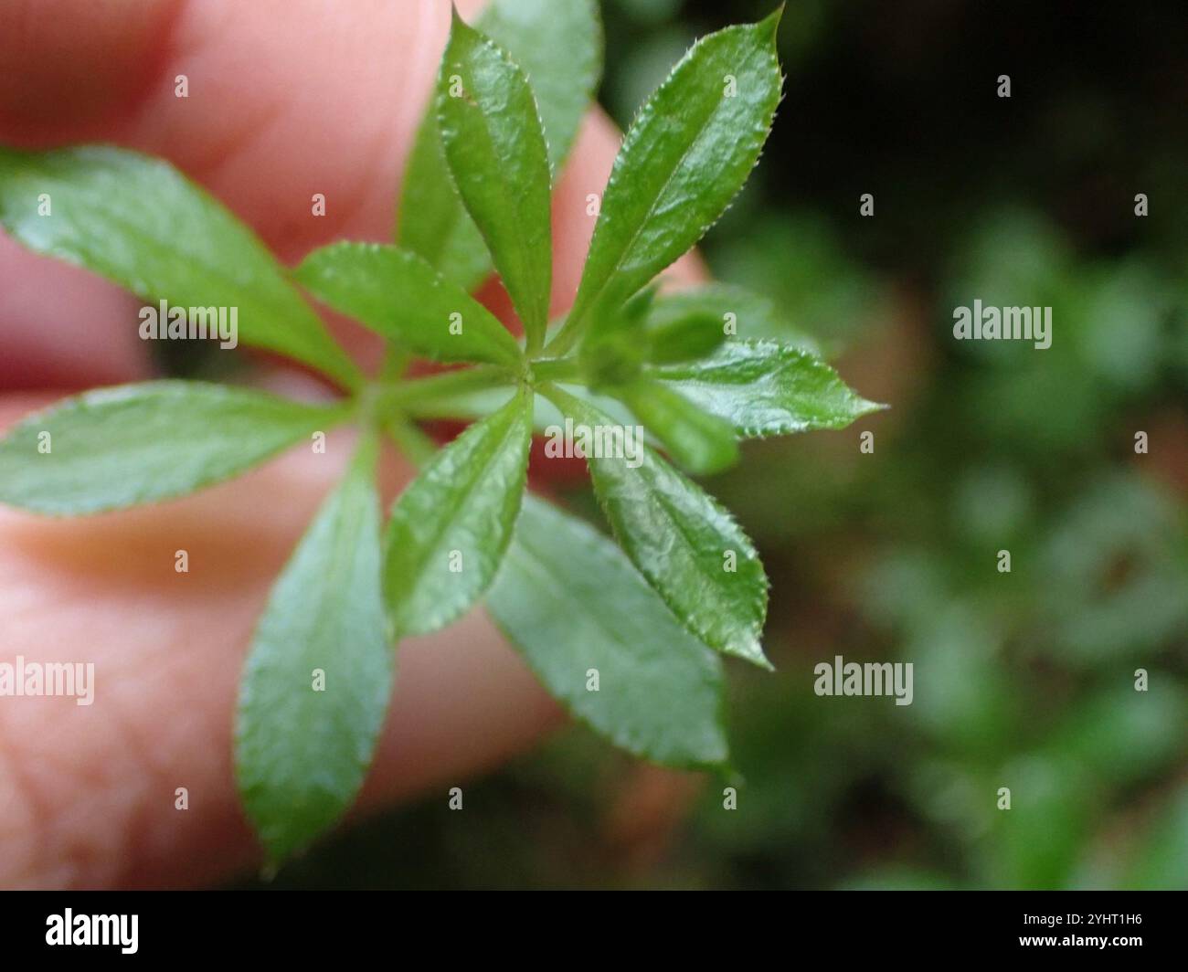 fragrant bedstraw (Galium triflorum Stock Photo - Alamy
