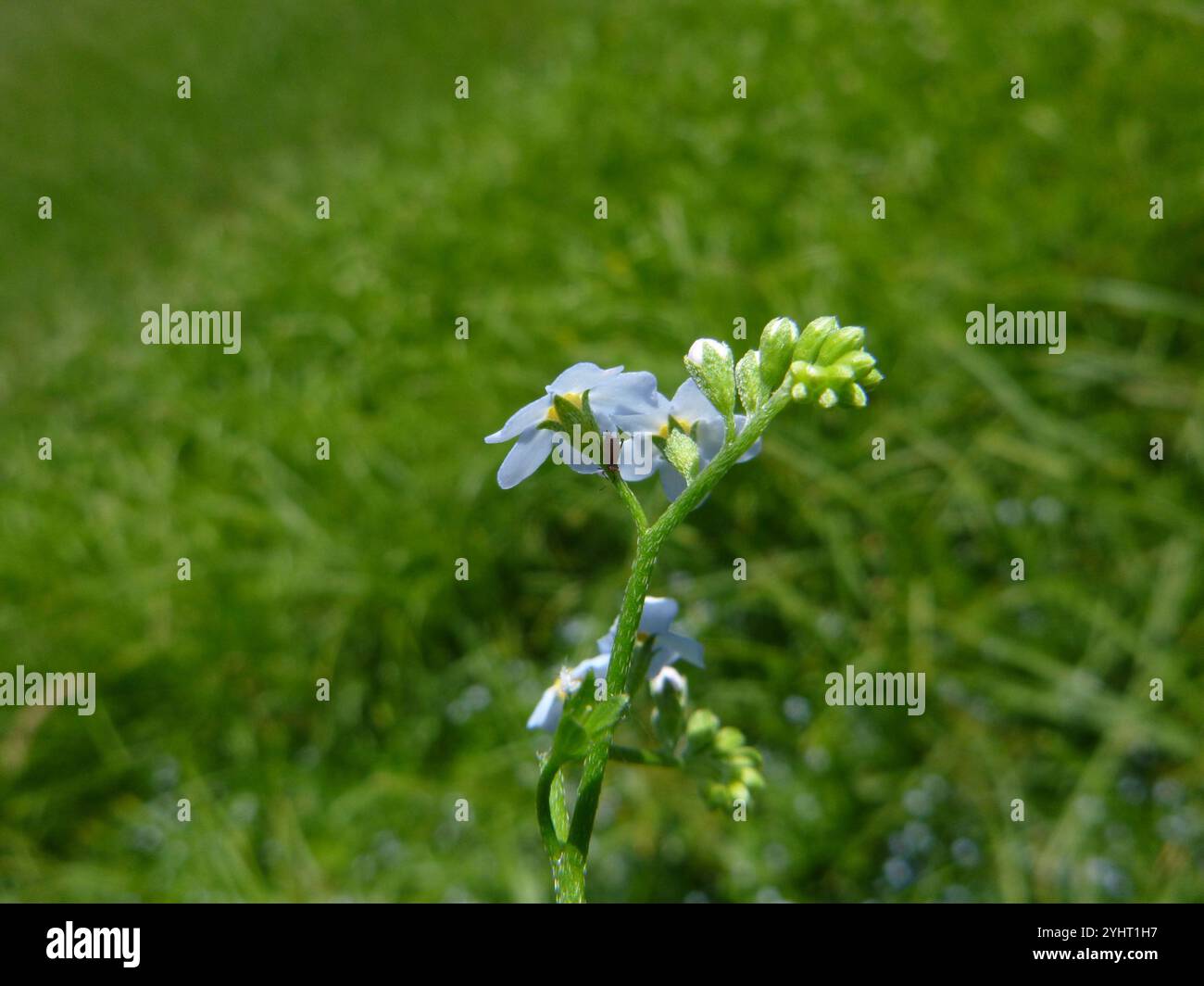water forget-me-not (Myosotis scorpioides Stock Photo - Alamy