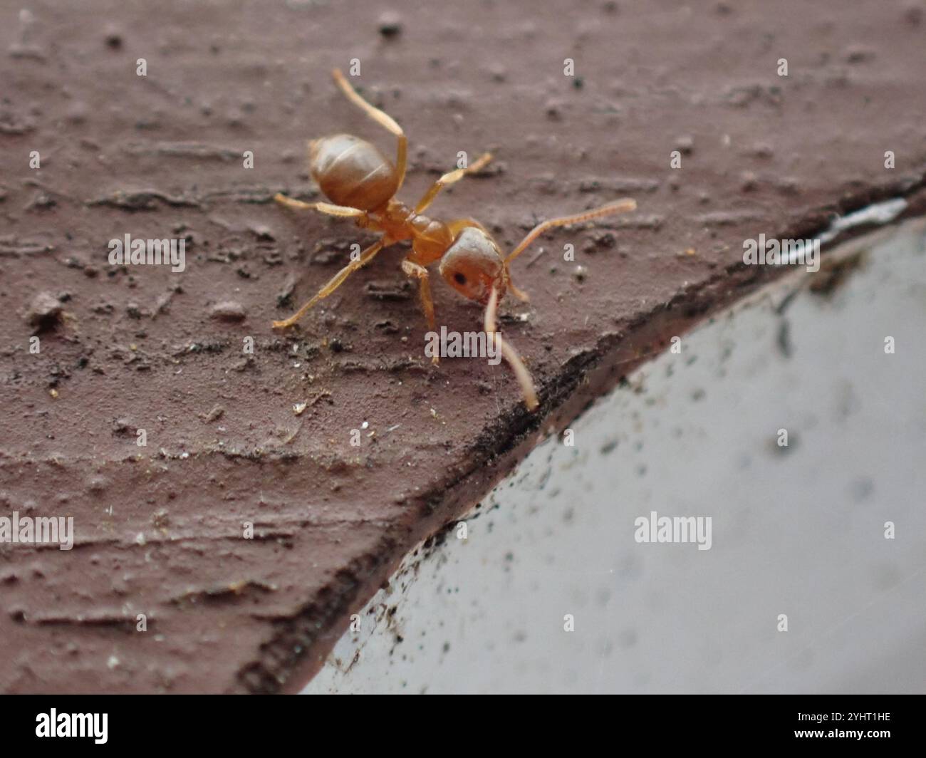 Citronella Ants, Fuzzy Ants, and Allies (Lasius Stock Photo - Alamy