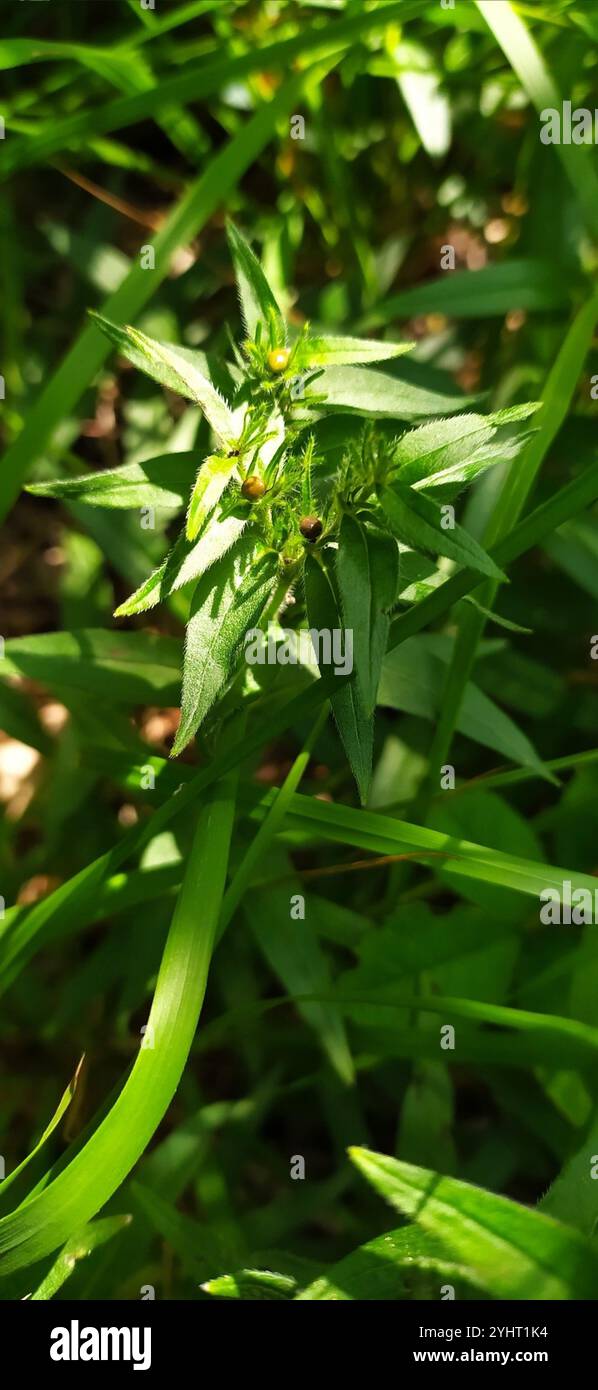 Purple gromwell aegonychon purpurocaeruleum hi-res stock photography ...