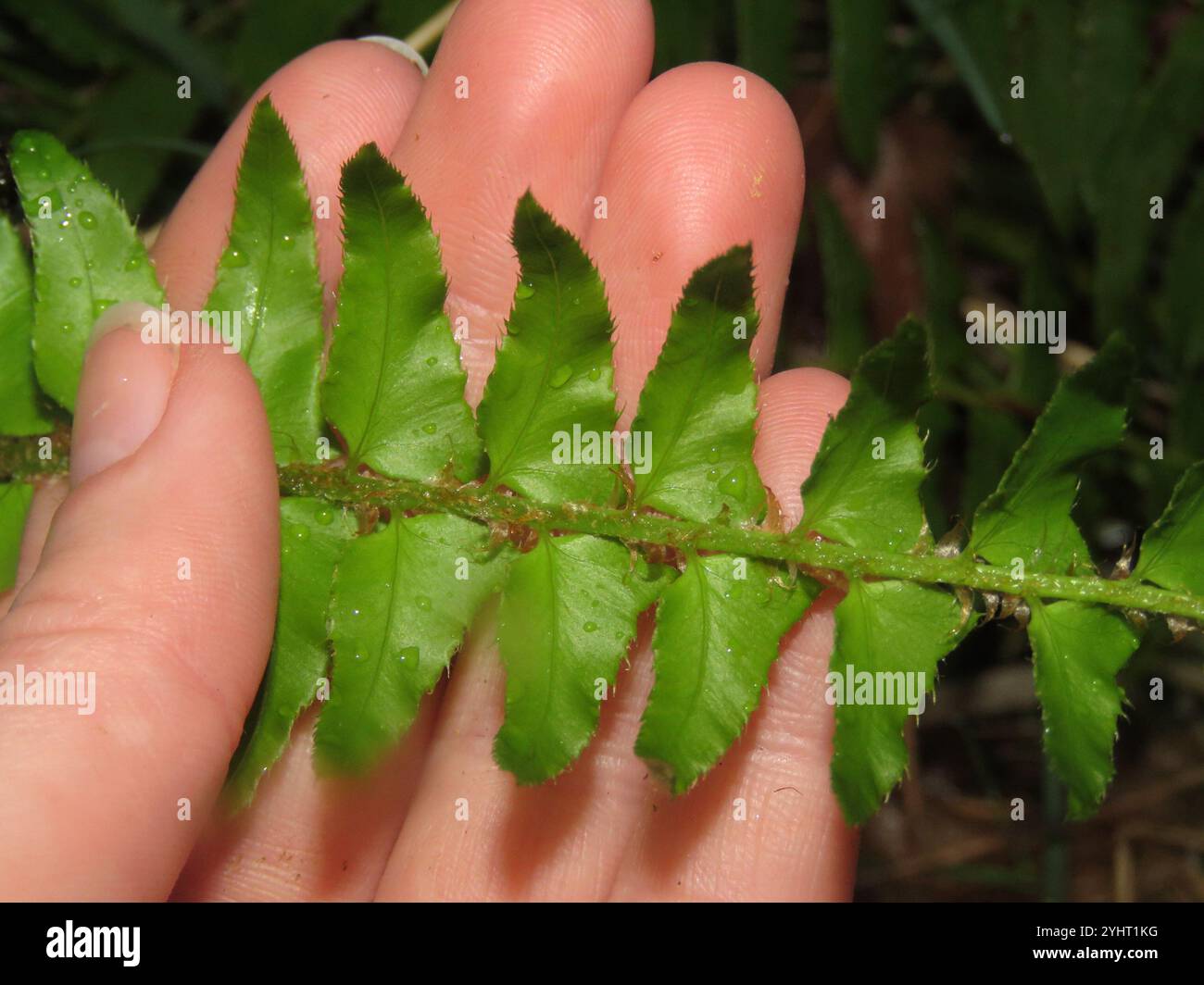 shield ferns (Polystichum Stock Photo - Alamy