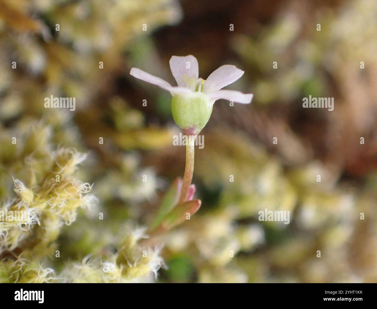 Narrow-leaved Montia (Montia linearis Stock Photo - Alamy