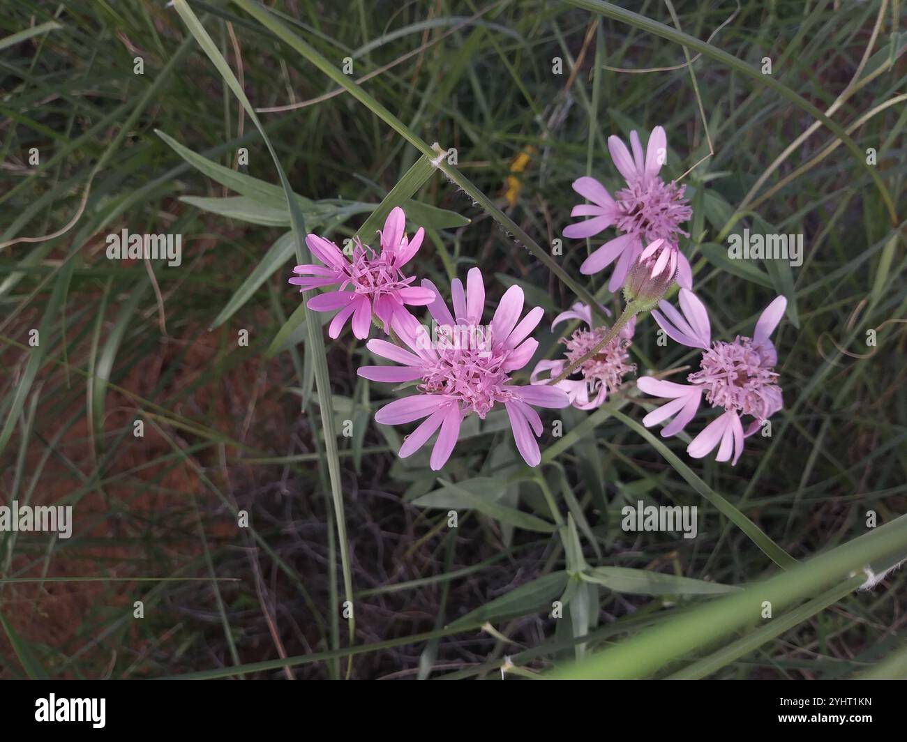 Othake (Palafoxia sphacelata Stock Photo - Alamy