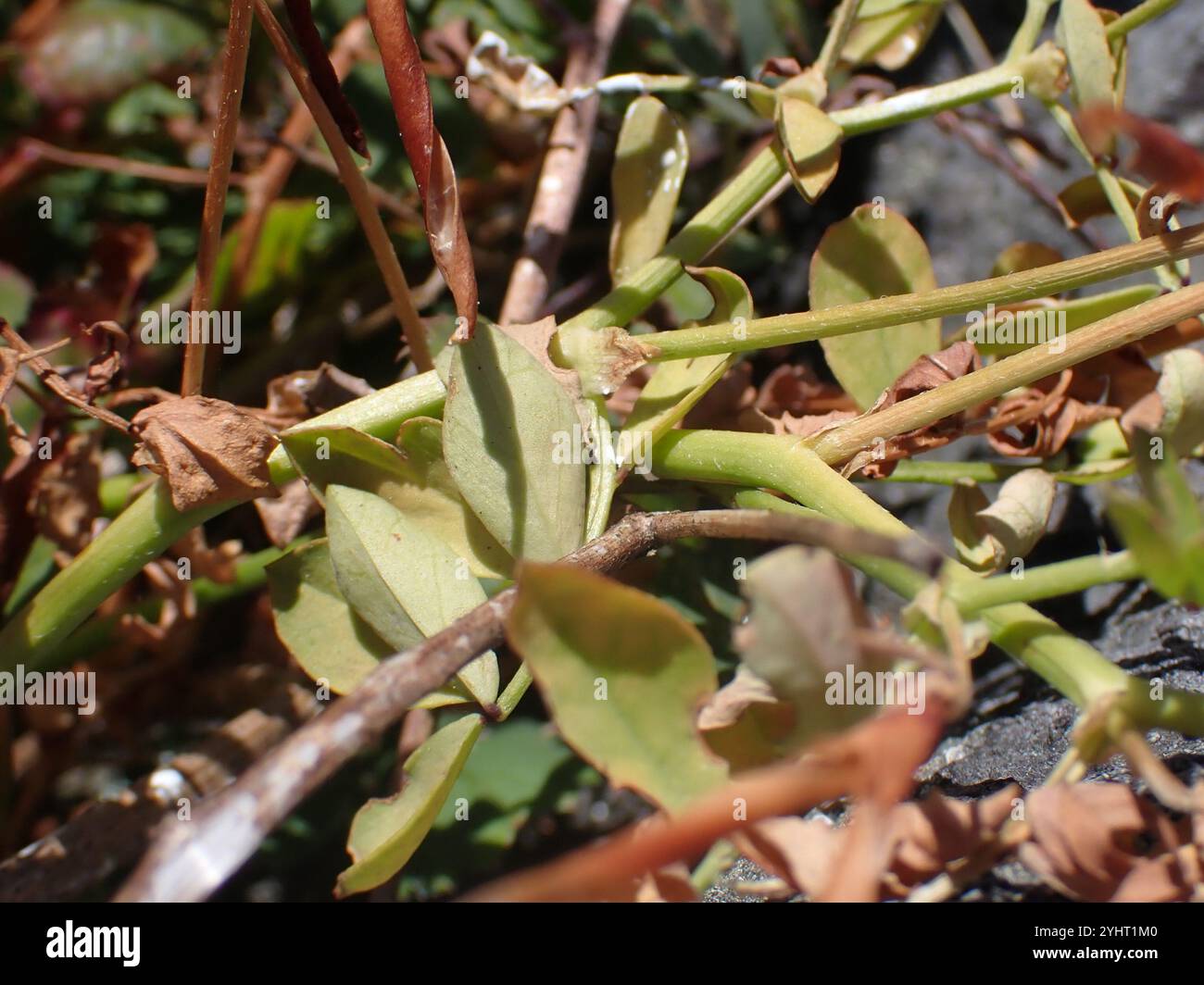 witch's-teeth (Hosackia gracilis Stock Photo - Alamy