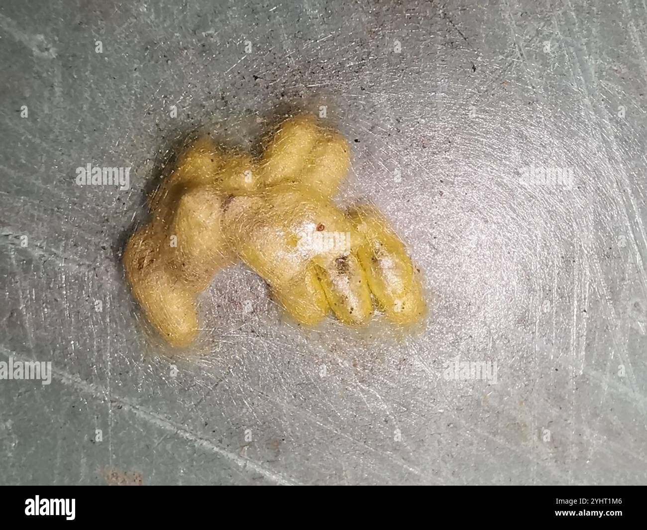 Cabbage White Parasitoid Wasp Bracovirus (Bracoviriform glomeratae ...