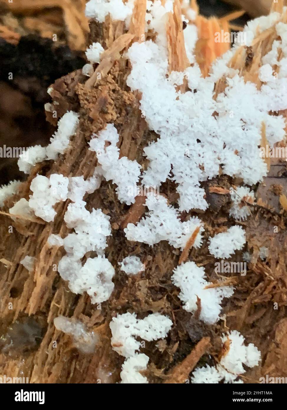 Honeycomb Coral Slime Mold (Ceratiomyxa fruticulosa Stock Photo - Alamy