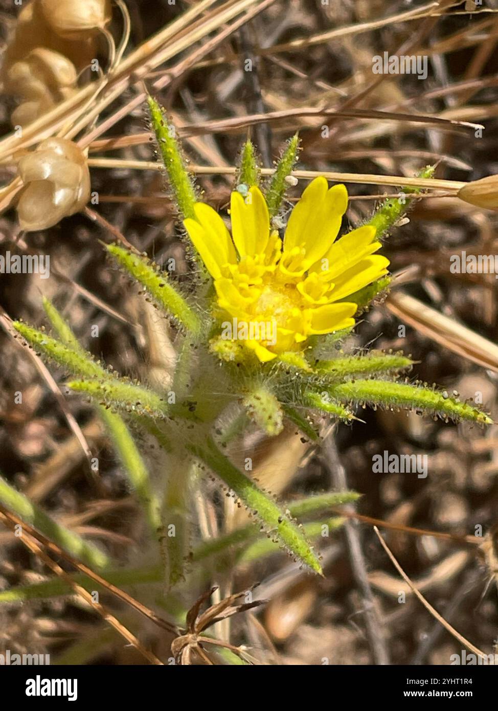 Fitchii hi-res stock photography and images - Alamy