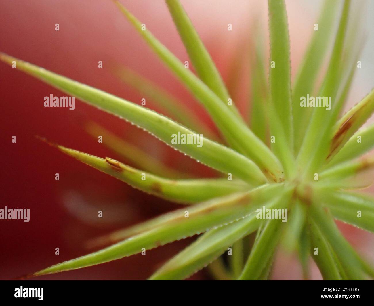 Common Haircap Moss (Polytrichum commune Stock Photo - Alamy
