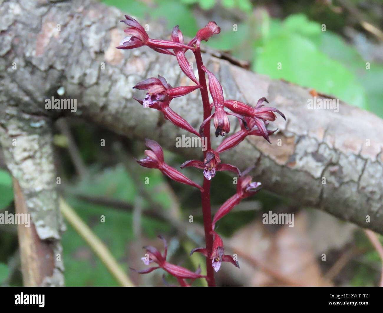 Eastern spotted coralroot (Corallorhiza maculata maculata Stock Photo ...