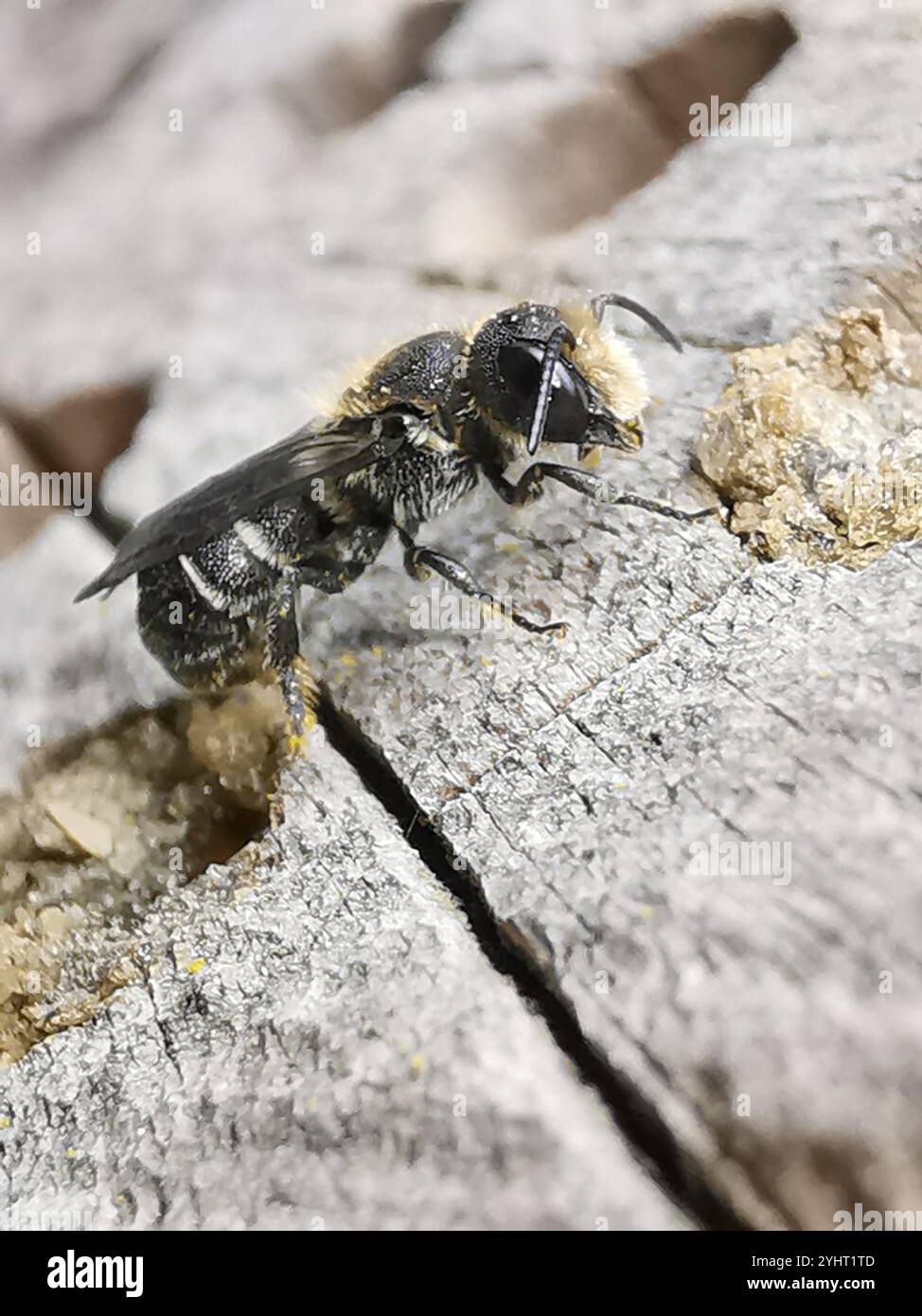 Large-headed Armoured-Resin bee (Heriades truncorum Stock Photo - Alamy
