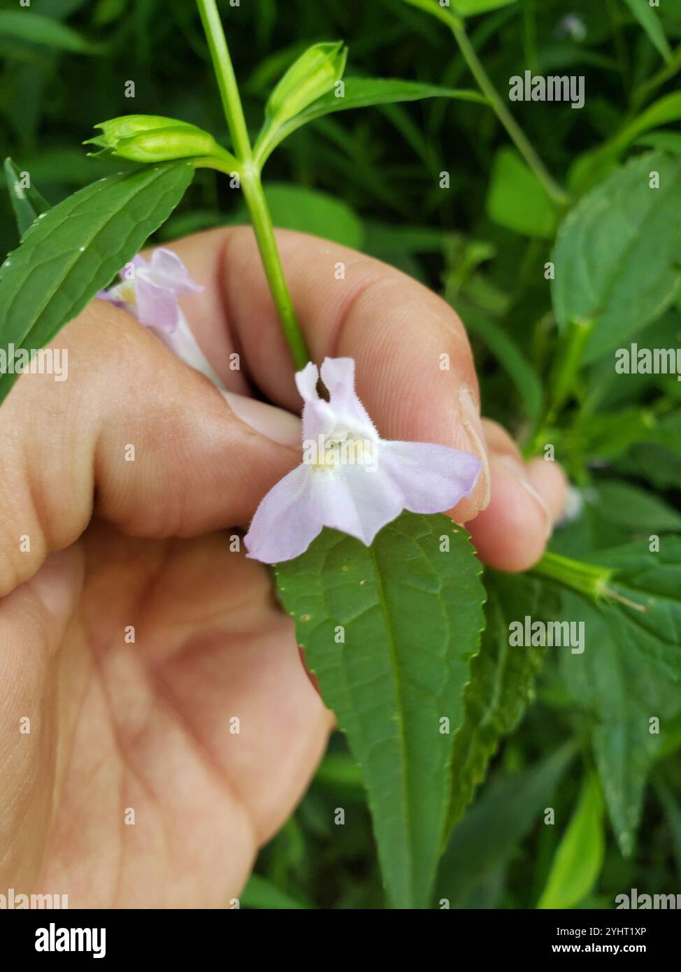 sharpwing monkeyflower (Mimulus alatus Stock Photo - Alamy