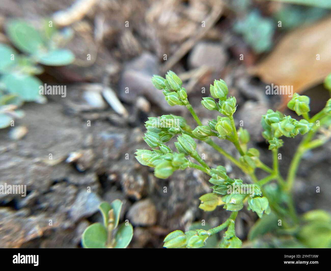 fourleaf manyseed (Polycarpon tetraphyllum Stock Photo - Alamy