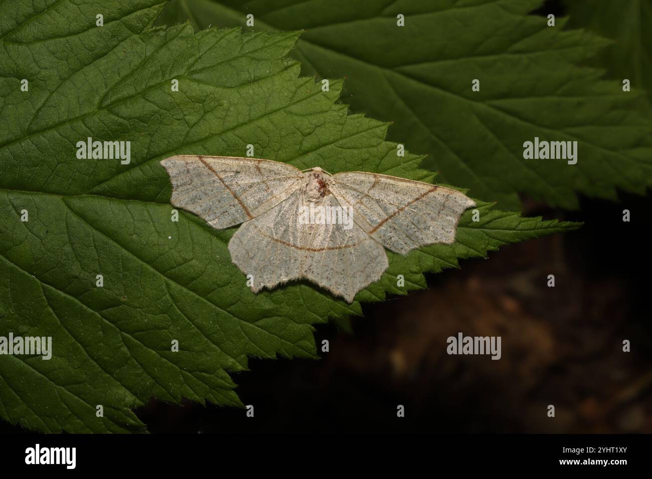 Besma moth hi-res stock photography and images - Alamy