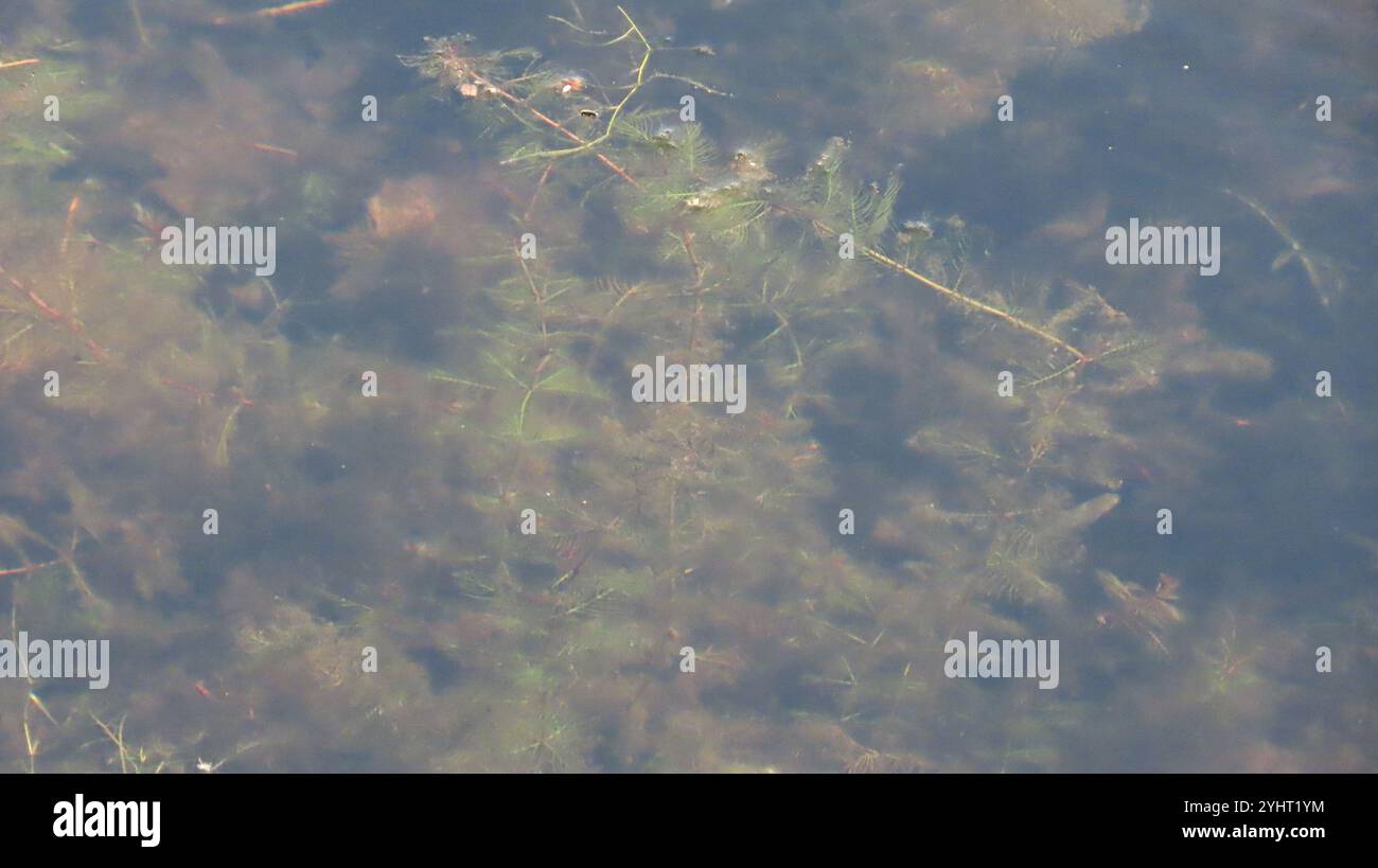 Eurasian water-milfoil (Myriophyllum spicatum Stock Photo - Alamy