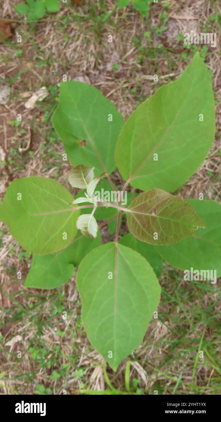 balsam poplar (Populus balsamifera Stock Photo - Alamy