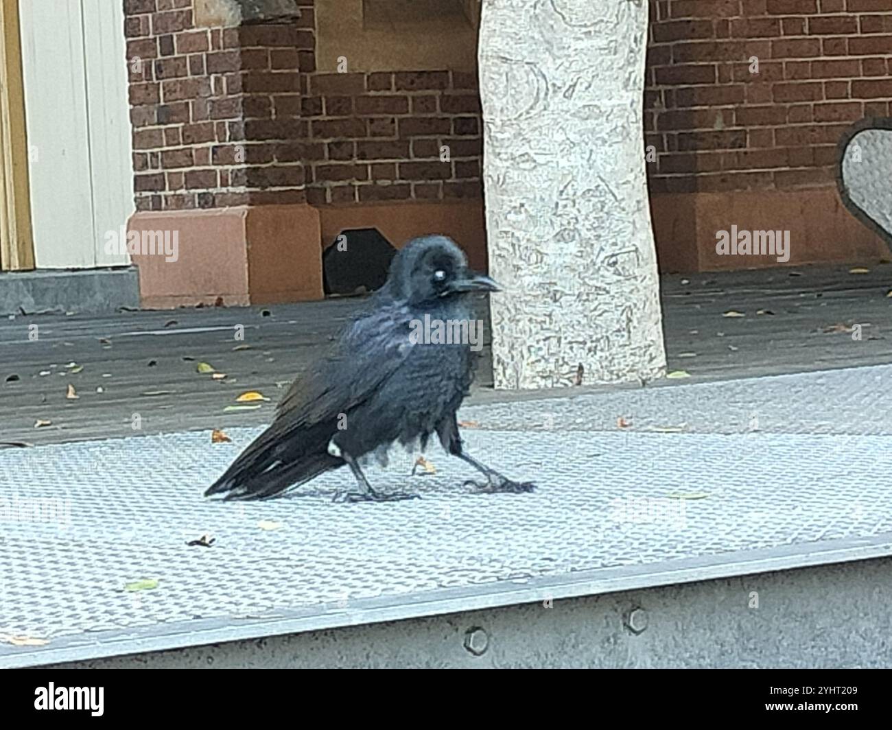 Eastern Australian Raven (Corvus coronoides coronoides Stock Photo - Alamy