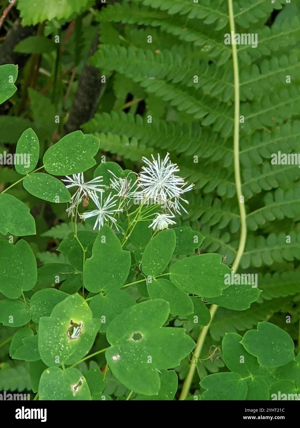 tall meadow-rue (Thalictrum pubescens Stock Photo - Alamy