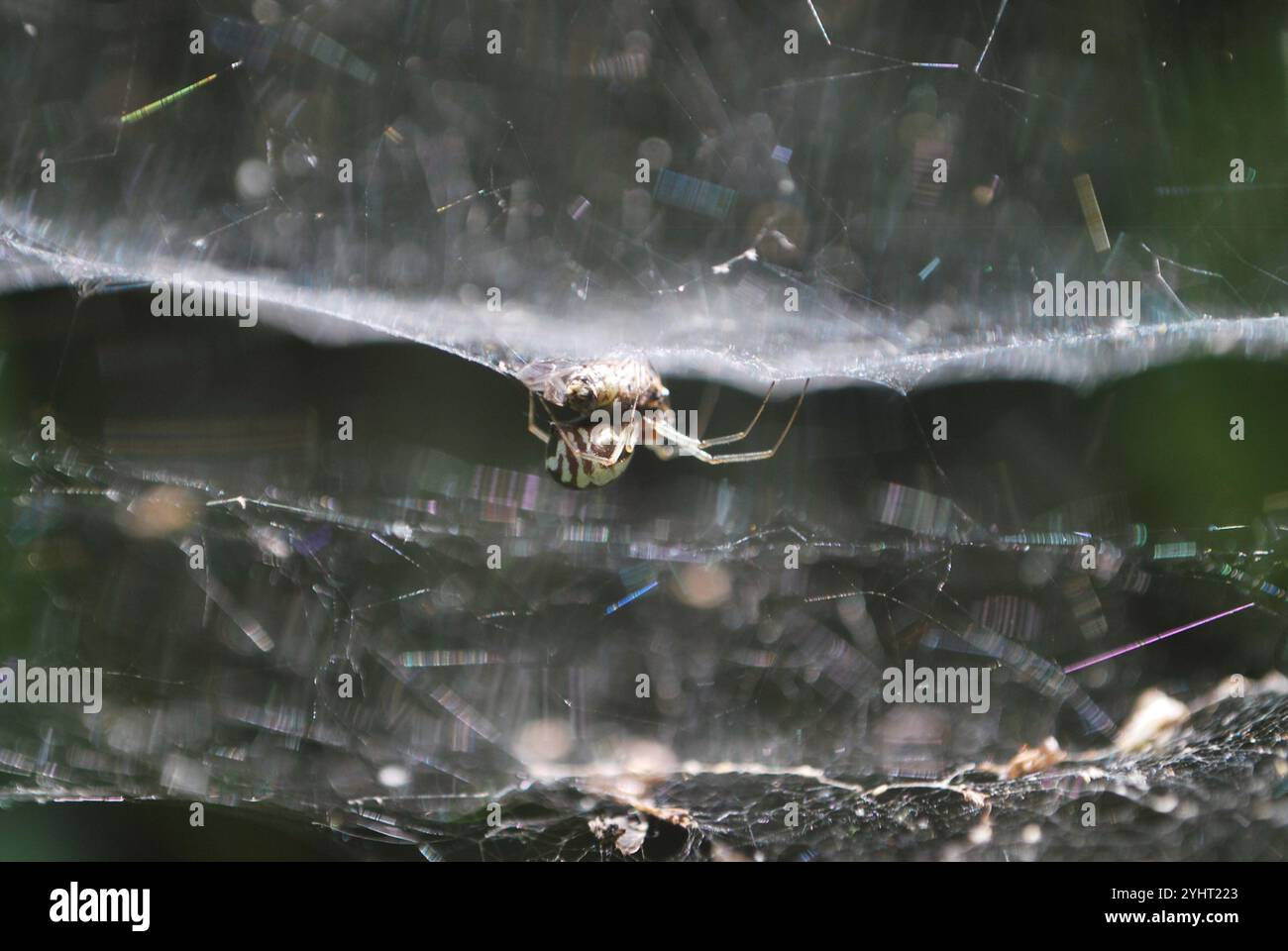 Bowl-and-doily Spider (Frontinella pyramitela Stock Photo - Alamy