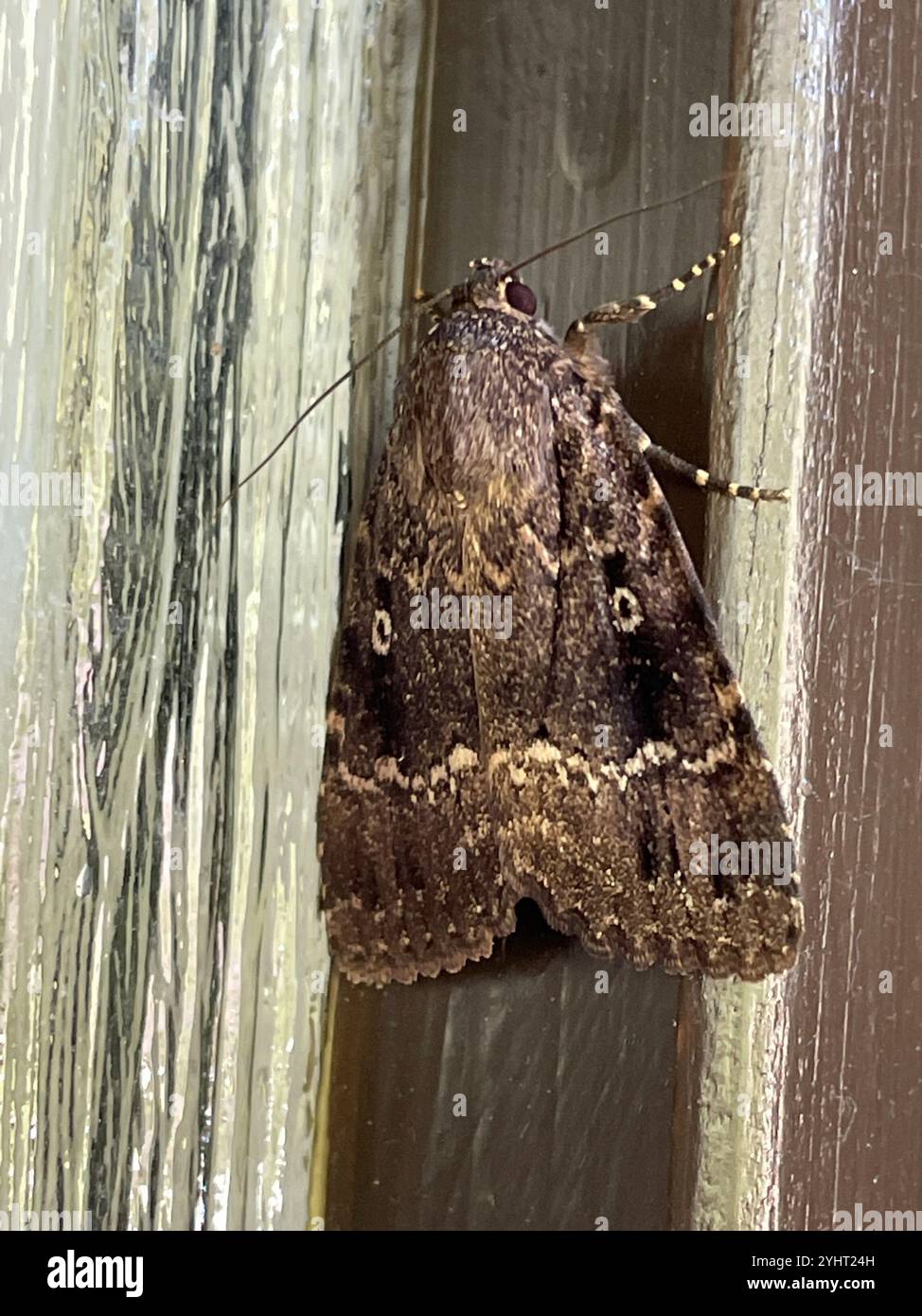 Eurasian Copper Underwing (Amphipyra pyramidea Stock Photo - Alamy