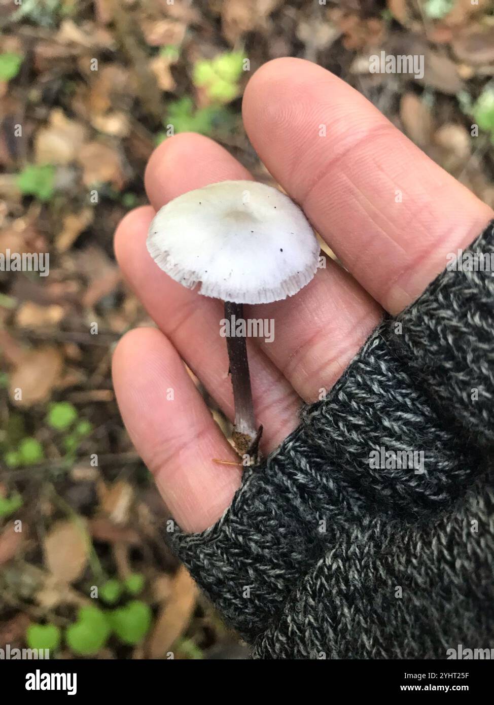 Lilac Bonnet (Mycena pura Stock Photo - Alamy