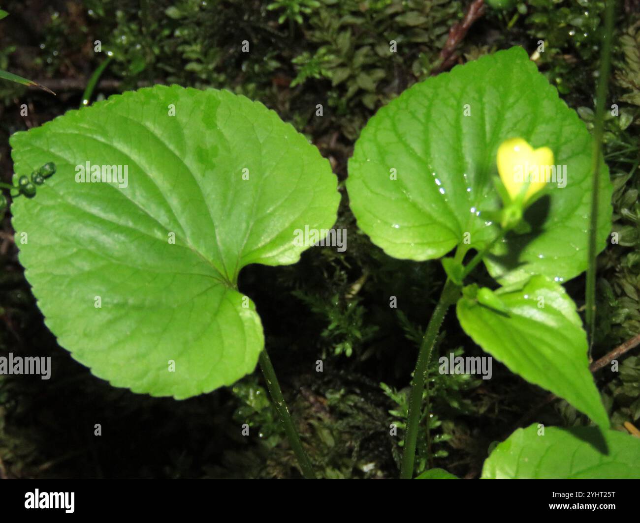 stream violet (Viola glabella Stock Photo - Alamy