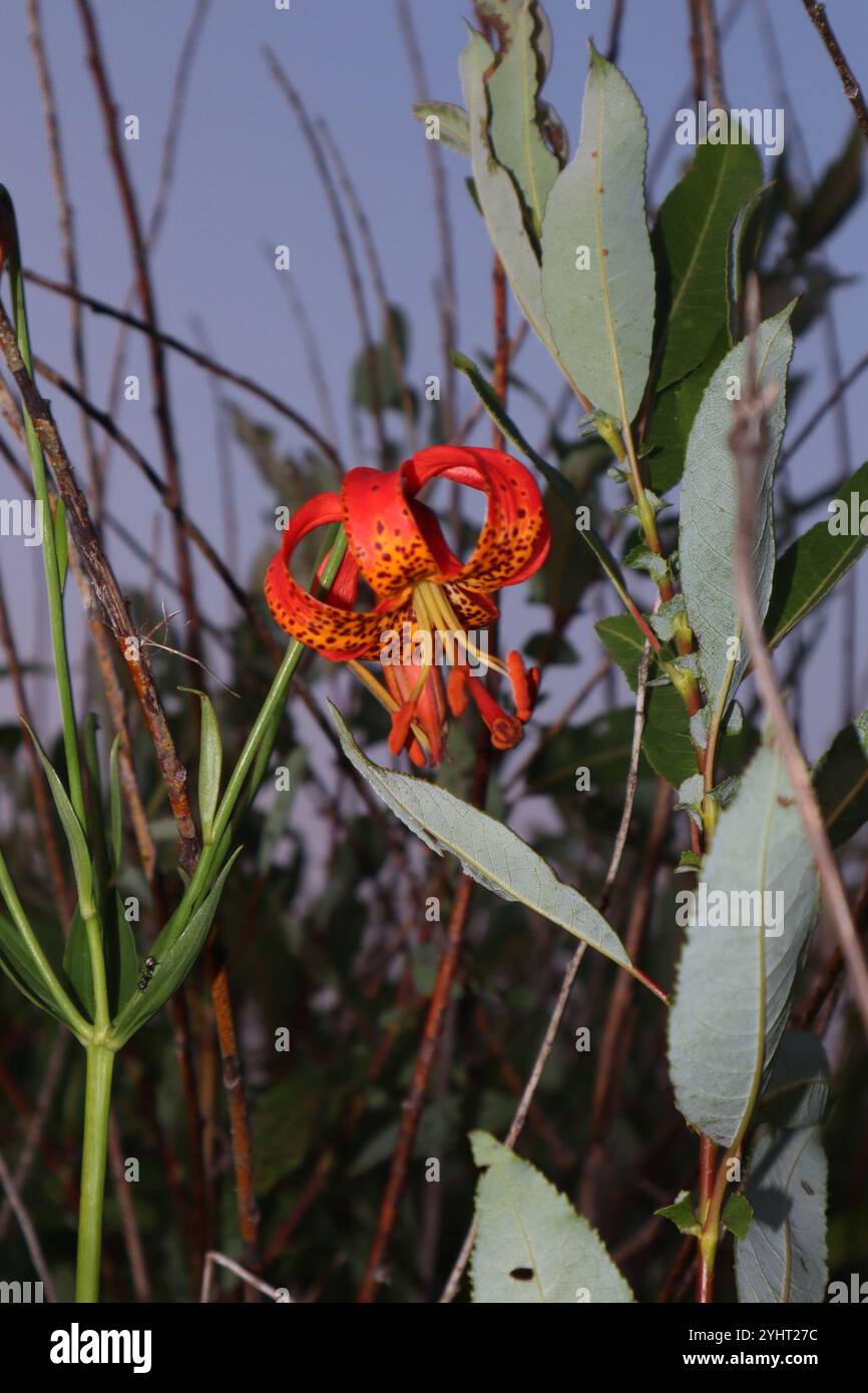 Michigan lily (Lilium michiganense Stock Photo - Alamy
