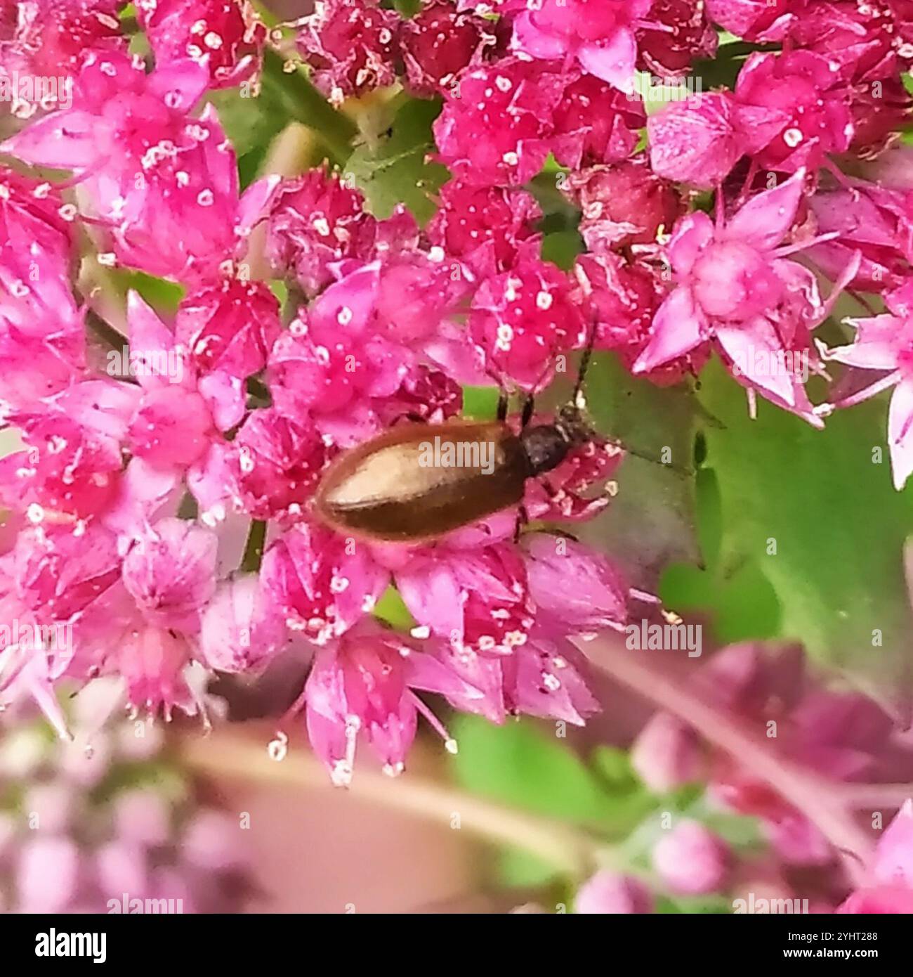 Rough-haired Lagria Beetle (Lagria hirta Stock Photo - Alamy