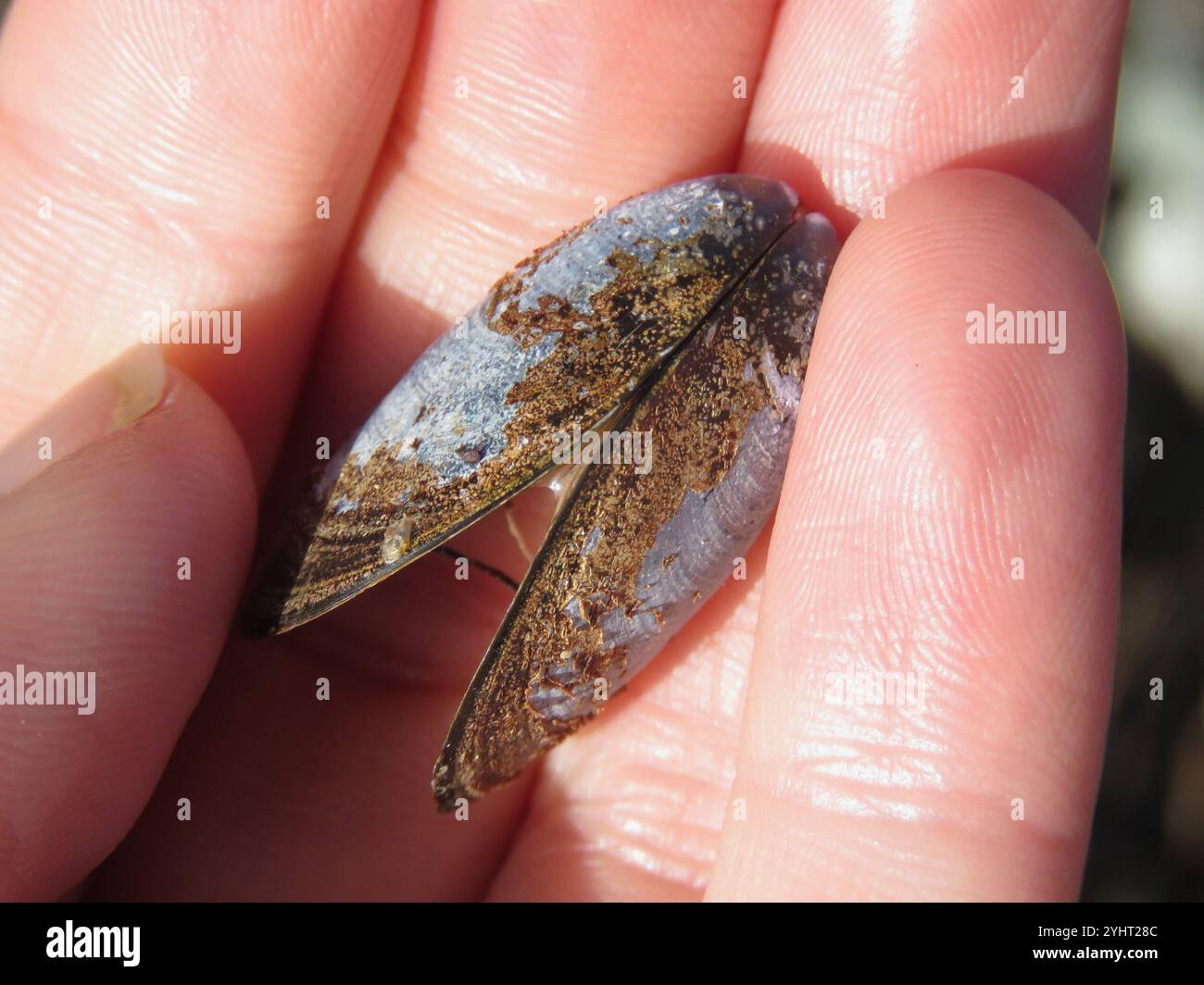 Blue Mussel Complex (Mytilus edulis Stock Photo - Alamy