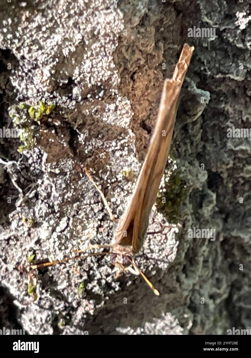 Northern Pearly-eye (Lethe anthedon Stock Photo - Alamy