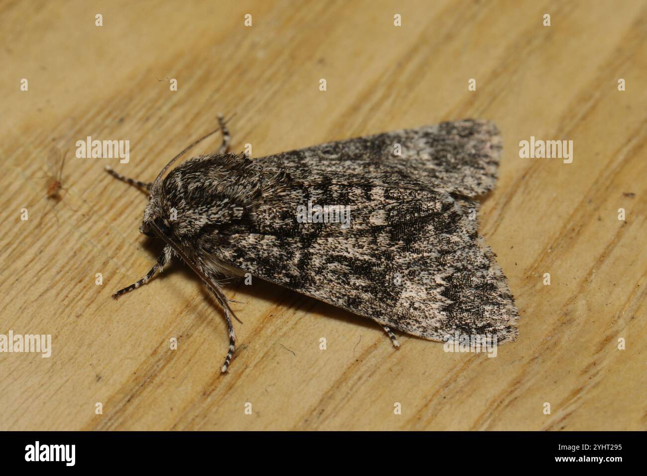 Poplar Grey (Acronicta megacephala Stock Photo - Alamy